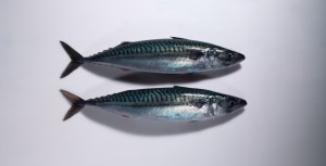 Premium Seafood Supplier | Pelagic Fish NL Canada