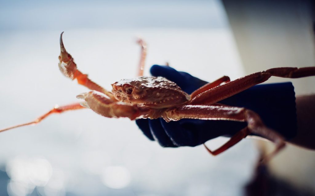 Premium Canadian Snow Crab Fresh & Delicious | QUINLAN