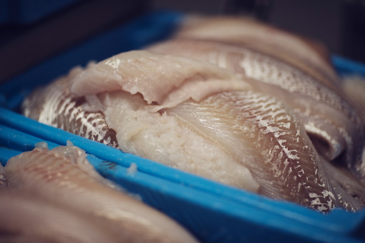 Fresh Atlantic Cod Supplier and Distributor in NL Canada