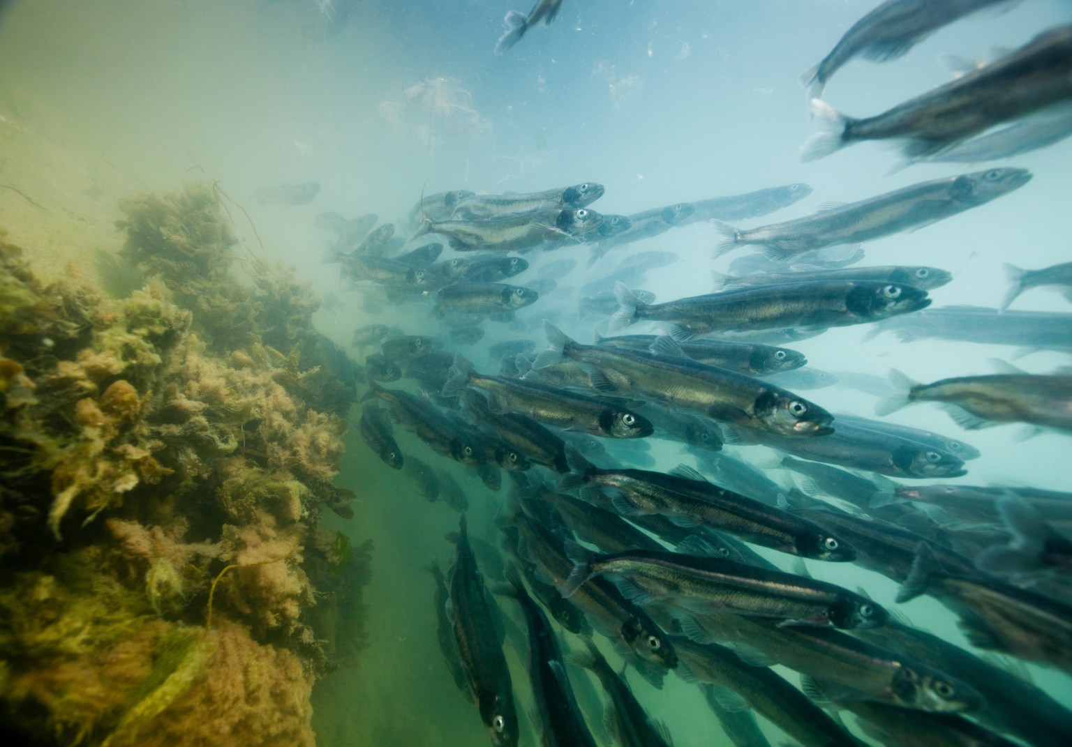 Creative Uses of Pelagic Fish By-Products | Quinlan Bros