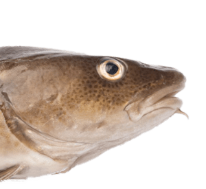 Fresh Atlantic Cod Supplier and Distributor in NL Canada